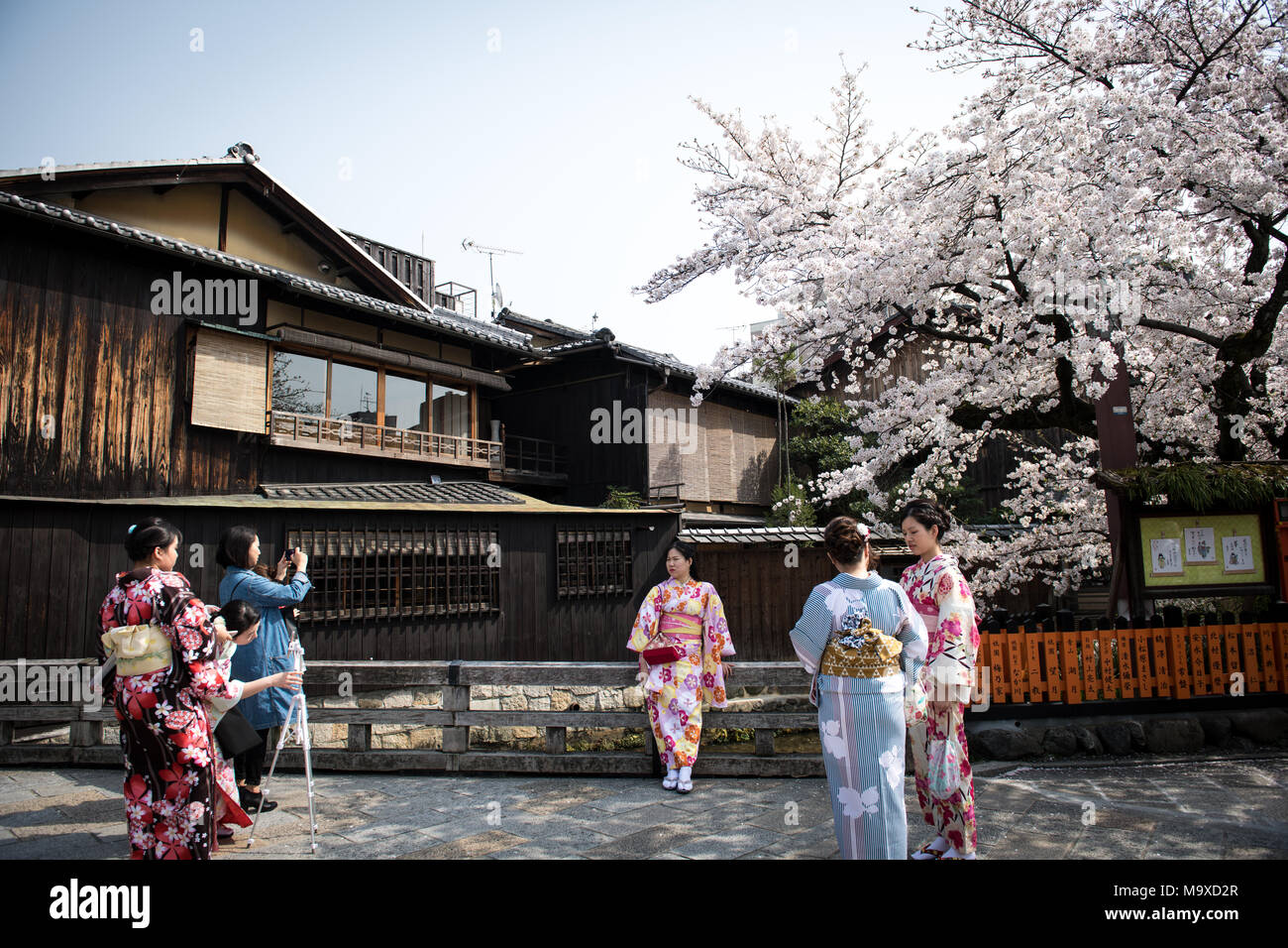 Ohanami blossom hi-res stock photography and images - Alamy
