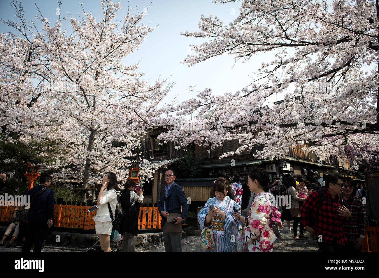 Ohanami blossom hi-res stock photography and images - Alamy