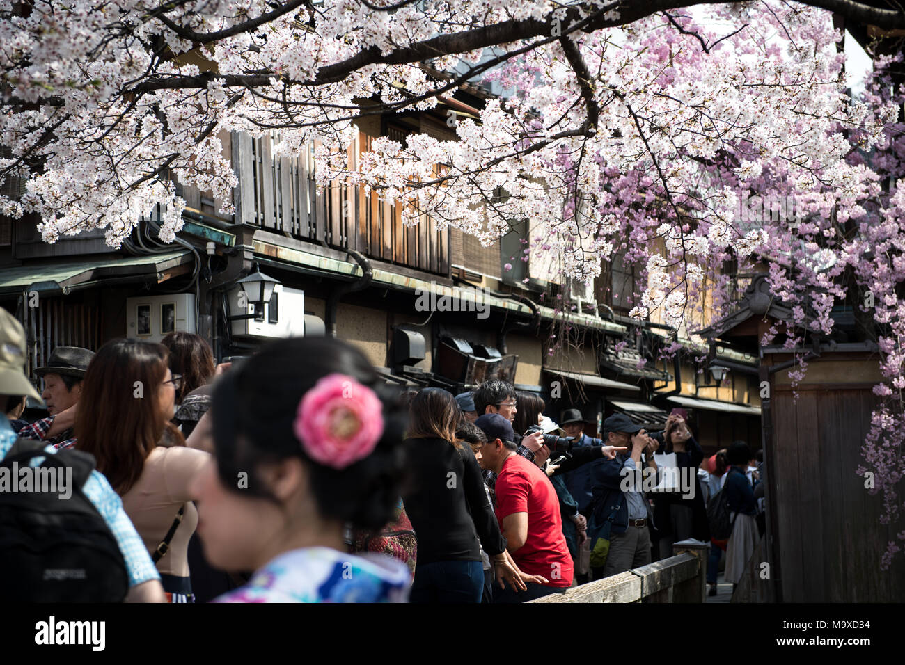 Ohanami blossom hi-res stock photography and images - Alamy