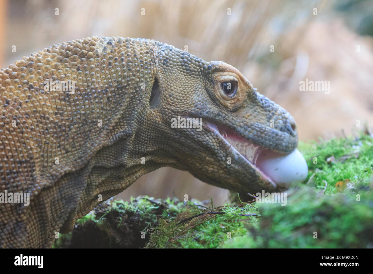 Komodo dragon eggs hi-res stock photography and images - Alamy