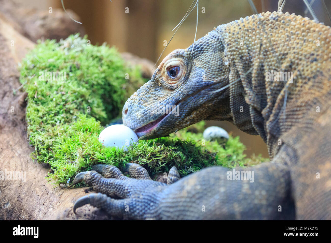 Attenborough komodo dragon house hi-res stock photography and images ...