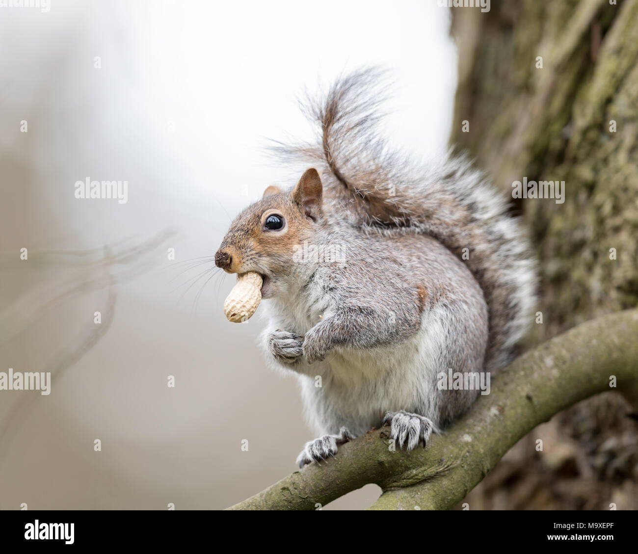 Squirrel eating nut in a tree / Sciuridae / Squirrel with nut Stock ...