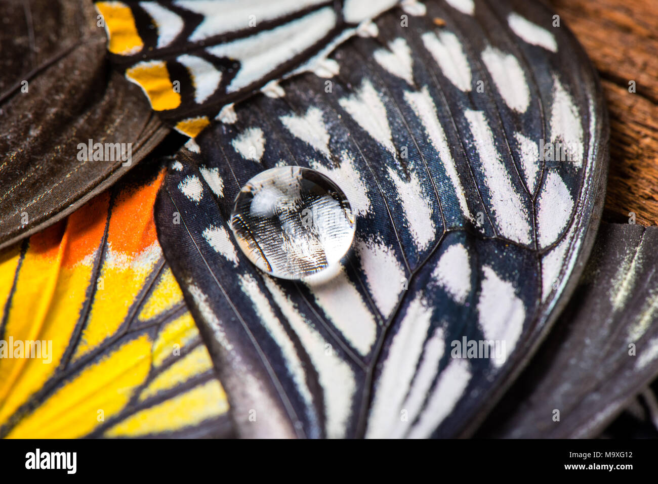 macro shot of water drop on butterfly wing Stock Photo - Alamy