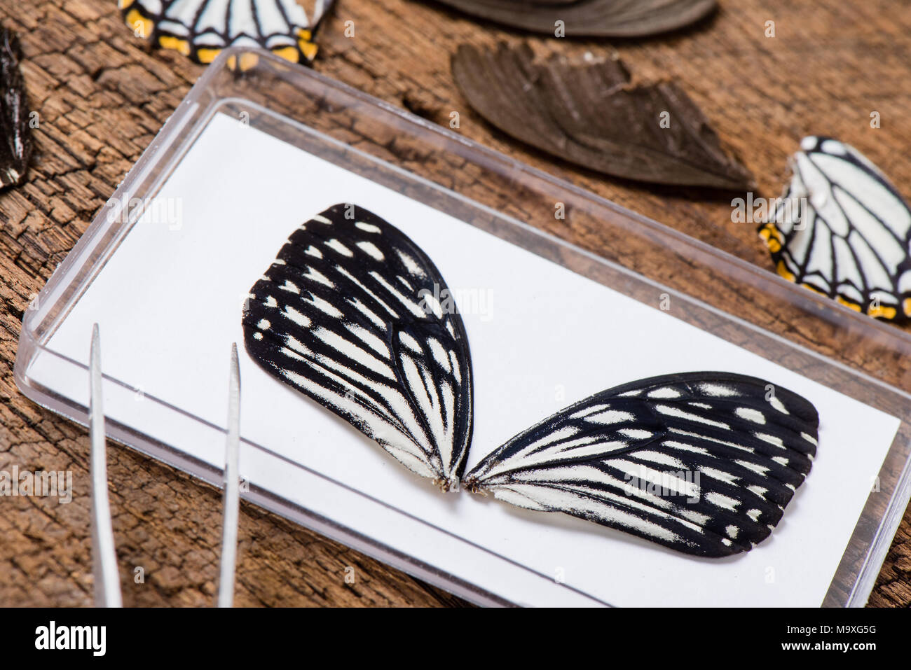closeup beautiful butterfly wings, butterfly collection concept Stock ...