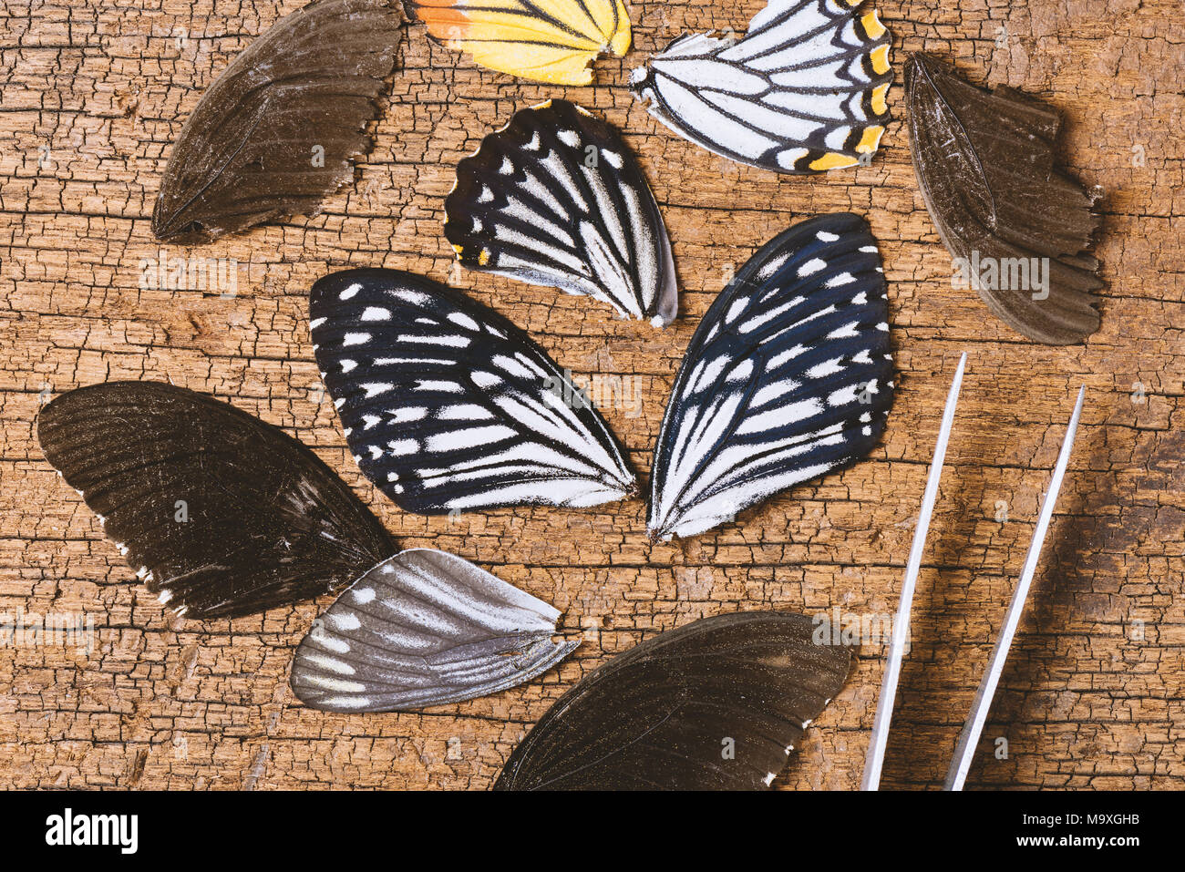 closeup beautiful butterfly wings, butterfly collection concept Stock ...