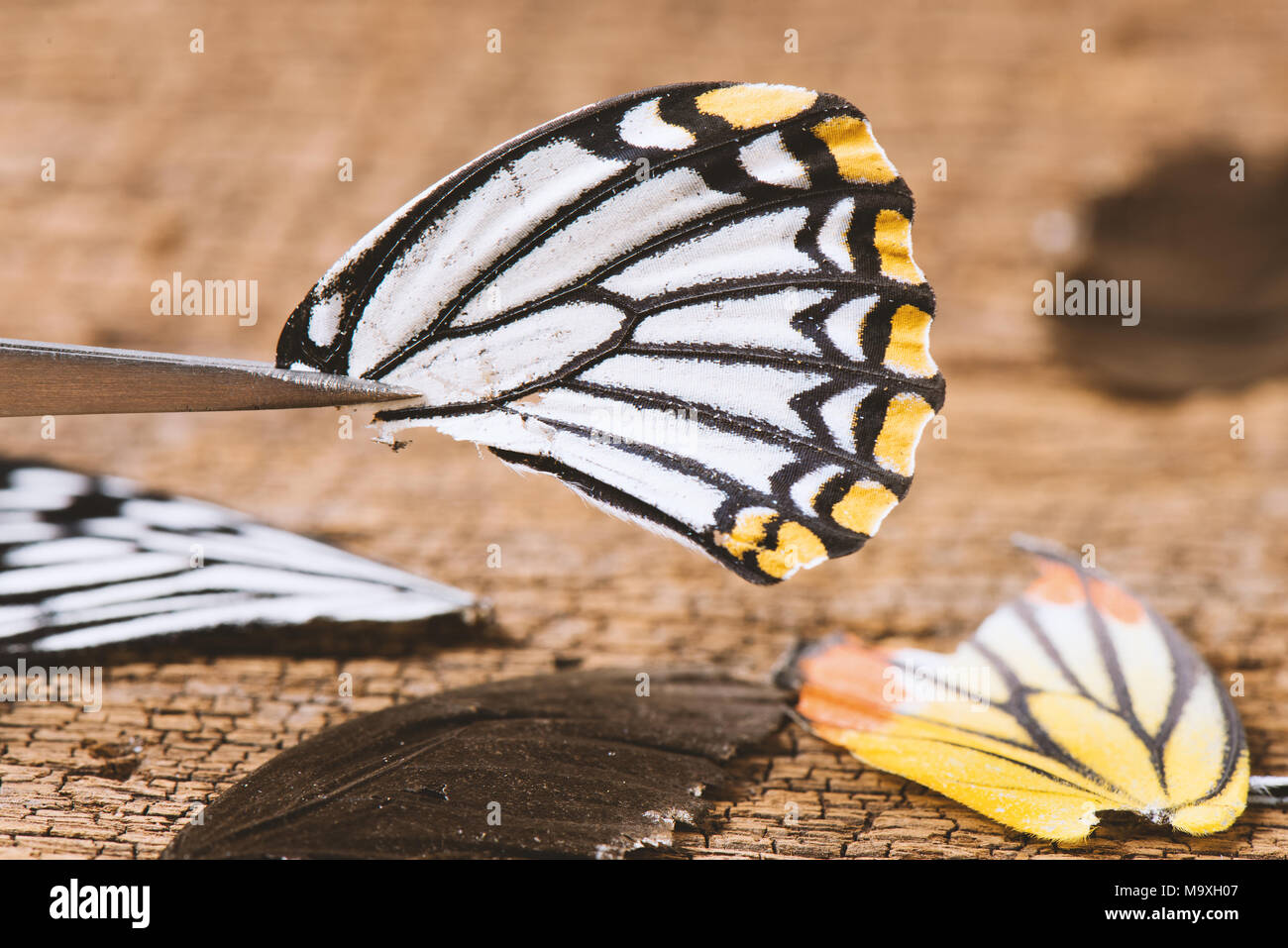 closeup beautiful butterfly wings, butterfly collection concept Stock ...
