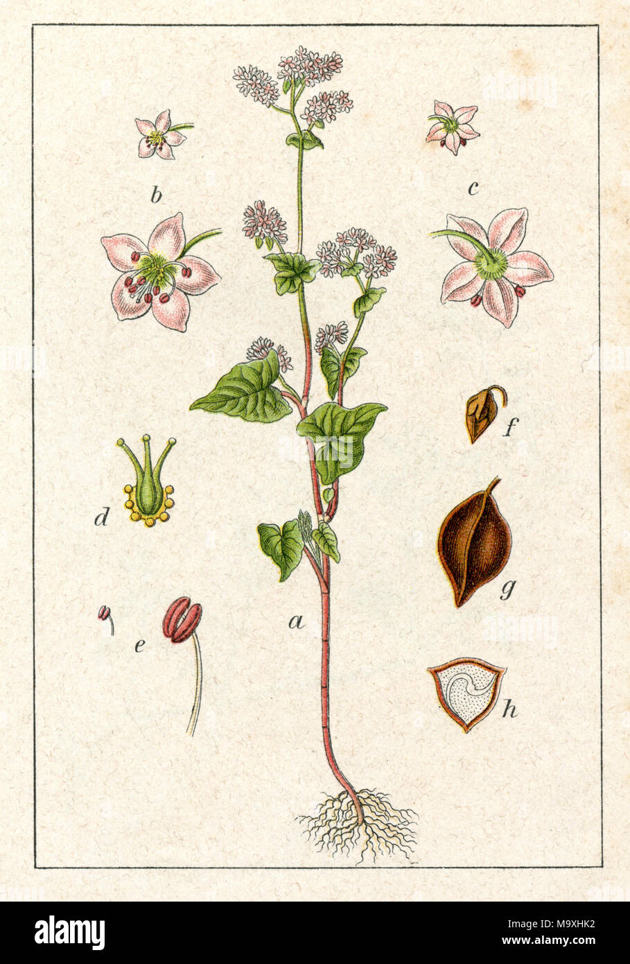 Botany buckwheat fagopyrum common hi-res stock photography and images ...