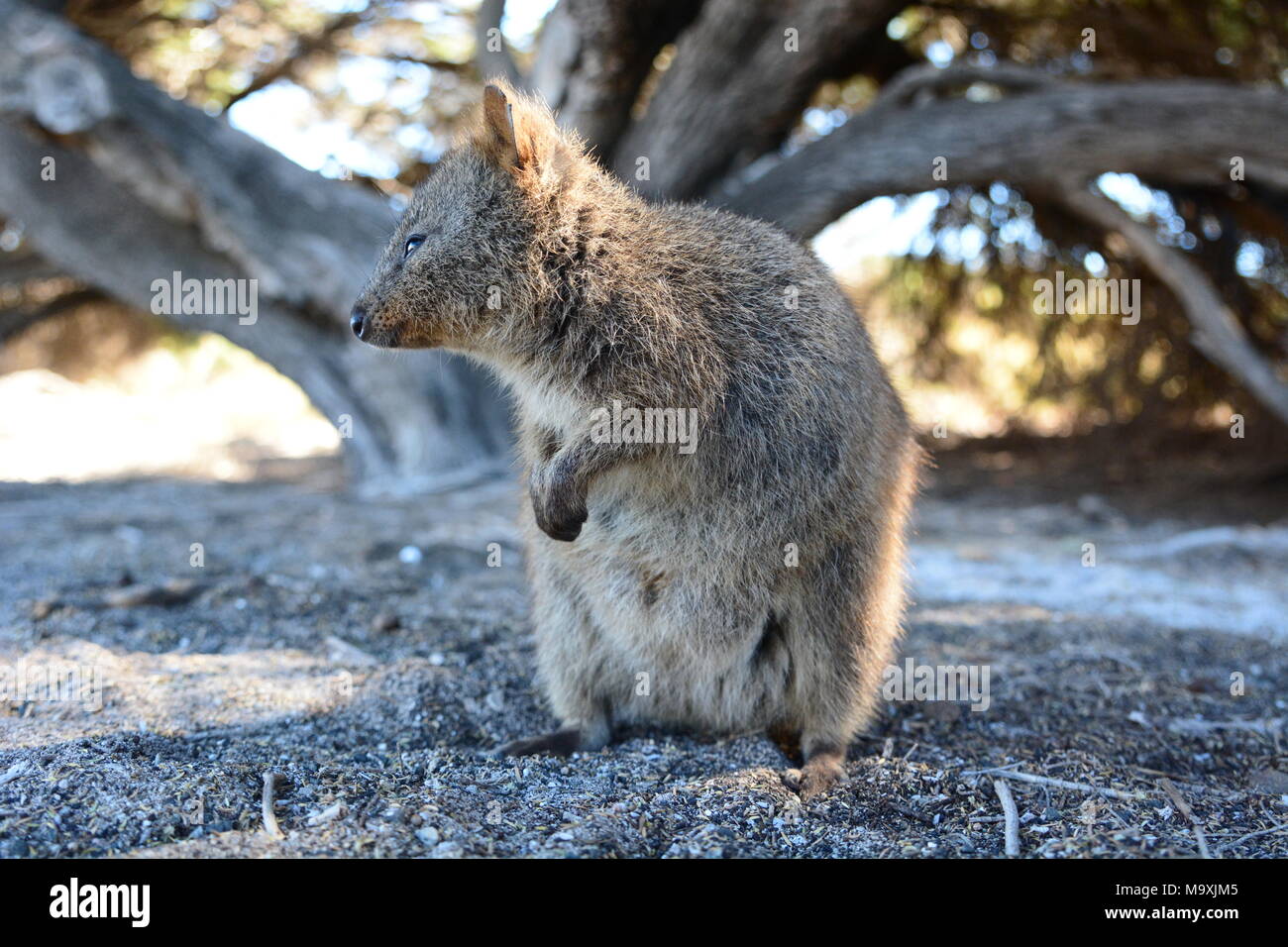 A quokka into the wild. Rottnest Island. Western Australia Stock Photo ...