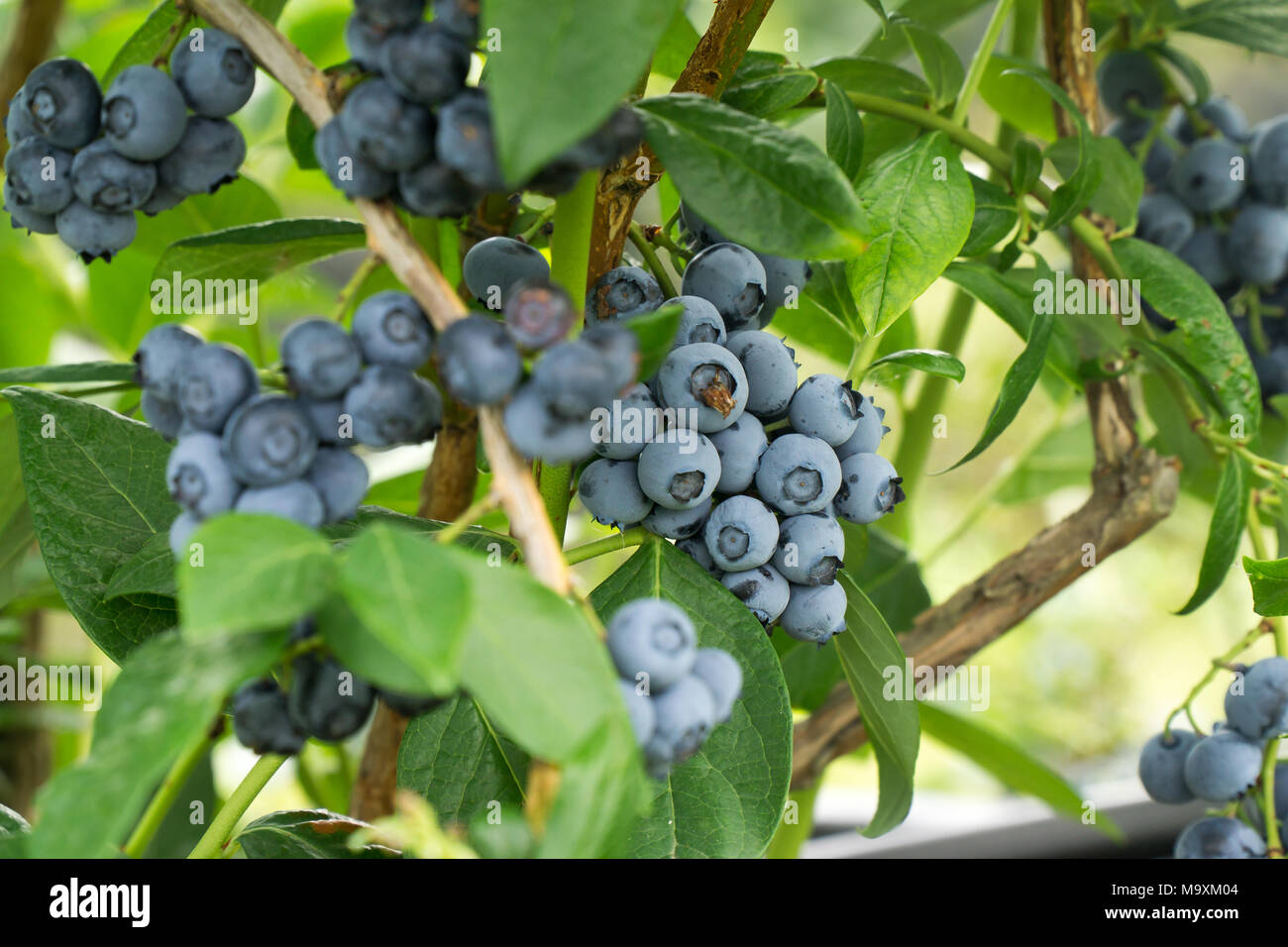 Blueberry fields hi-res stock photography and images - Alamy