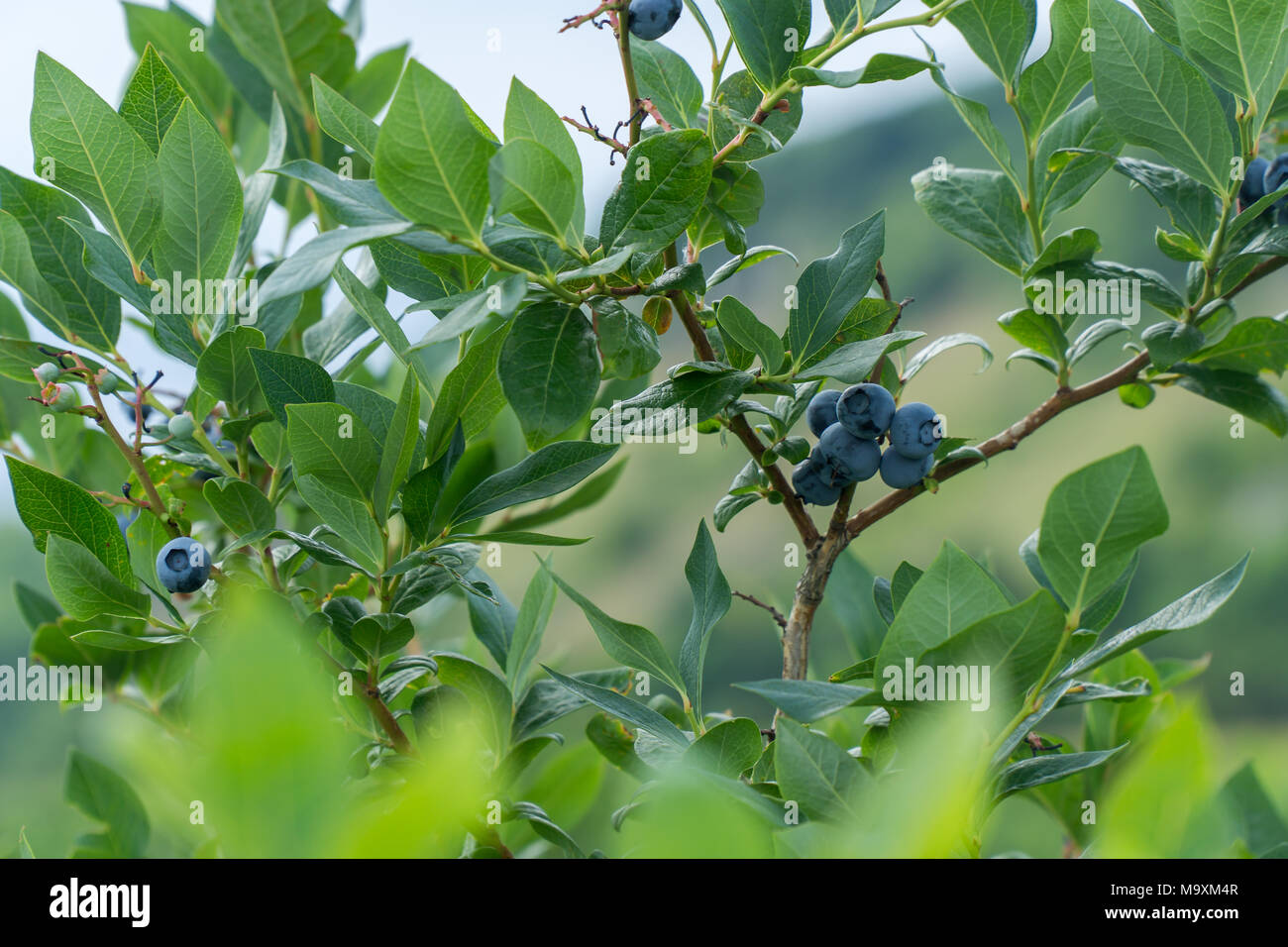 Fresh blueberrys on the branch on a blueberry field farm Stock Photo ...