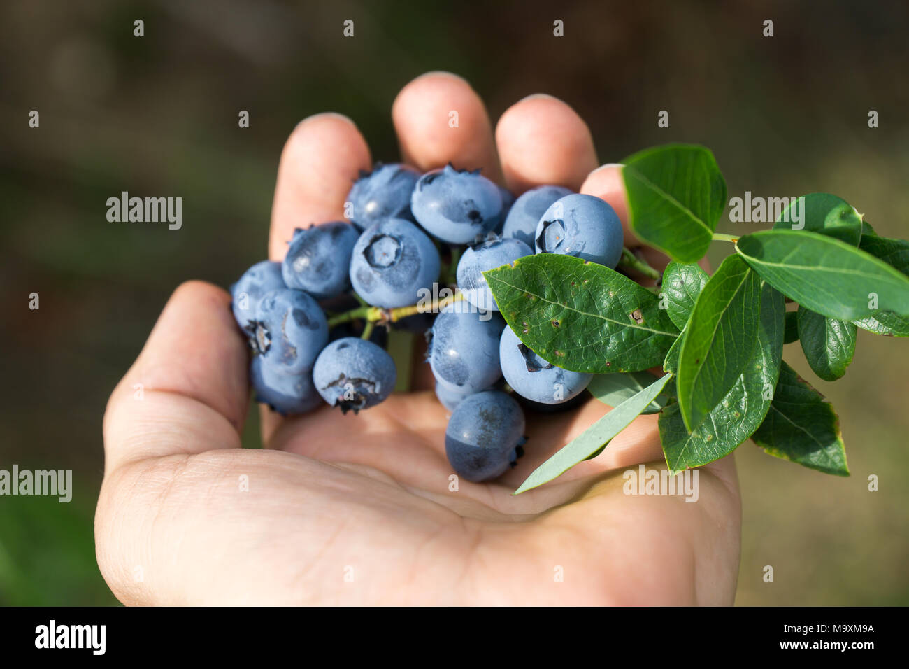 Male hand with a branch of fresh, healthy blueberrys Stock Photo - Alamy