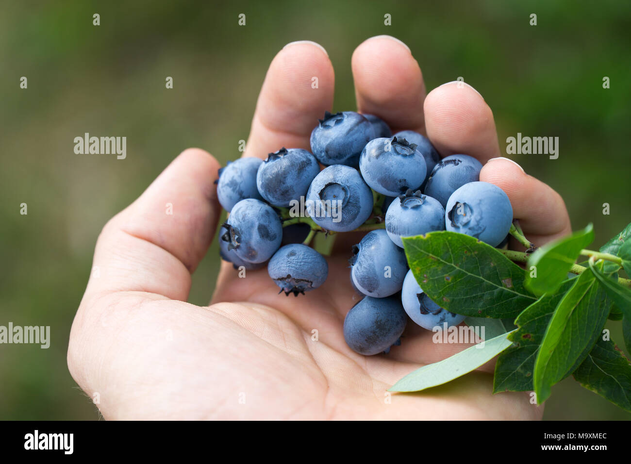 Male hand with a branch of fresh, healthy blueberrys Stock Photo - Alamy