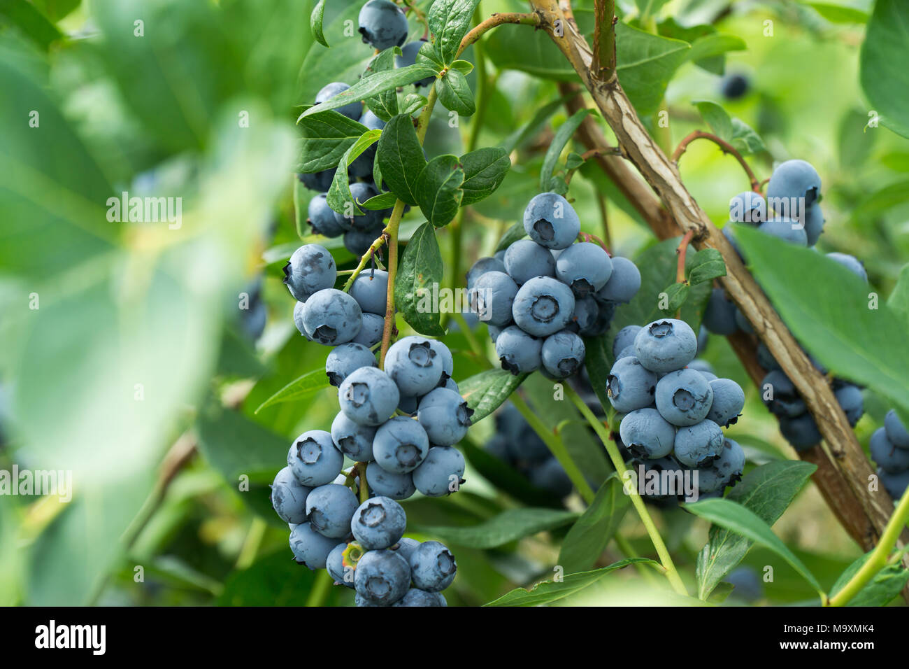 Fresh blueberrys on the branch on a blueberry field farm Stock Photo ...