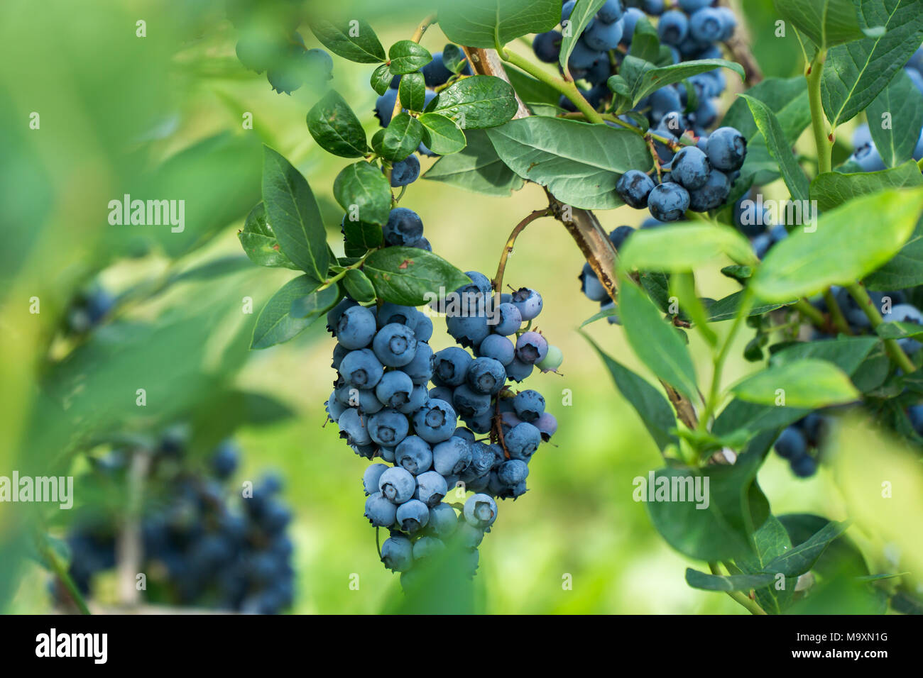 Fresh blueberrys on the branch on a blueberry field farm Stock Photo ...