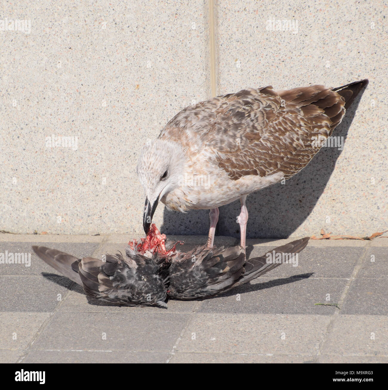 seagull is eating a dead dove. Seagull is a predator Stock Photo - Alamy