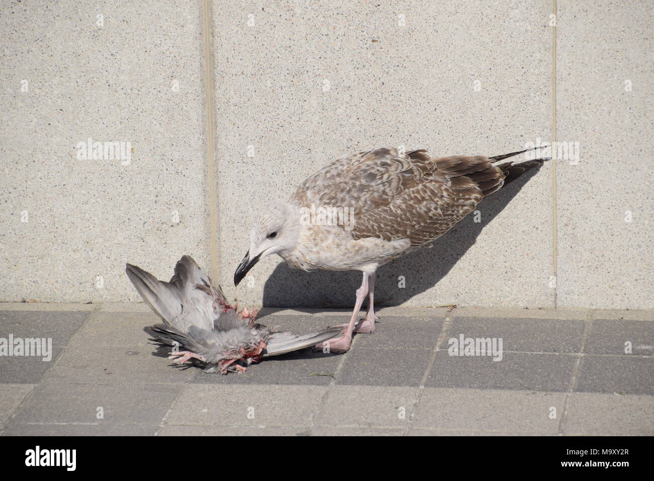 seagull is eating a dead dove. Seagull is a predator Stock Photo - Alamy