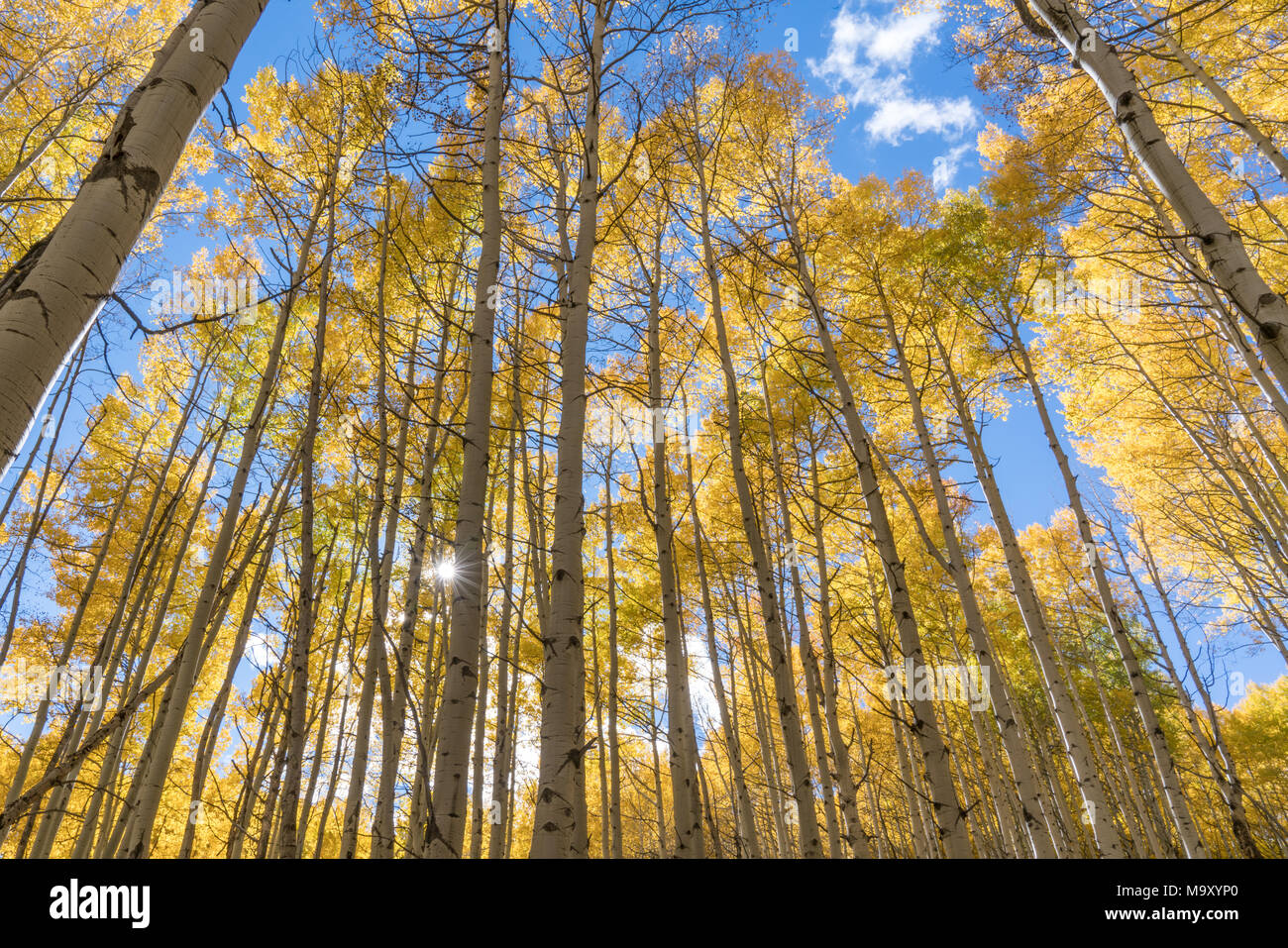Golden sunburst hi-res stock photography and images - Alamy