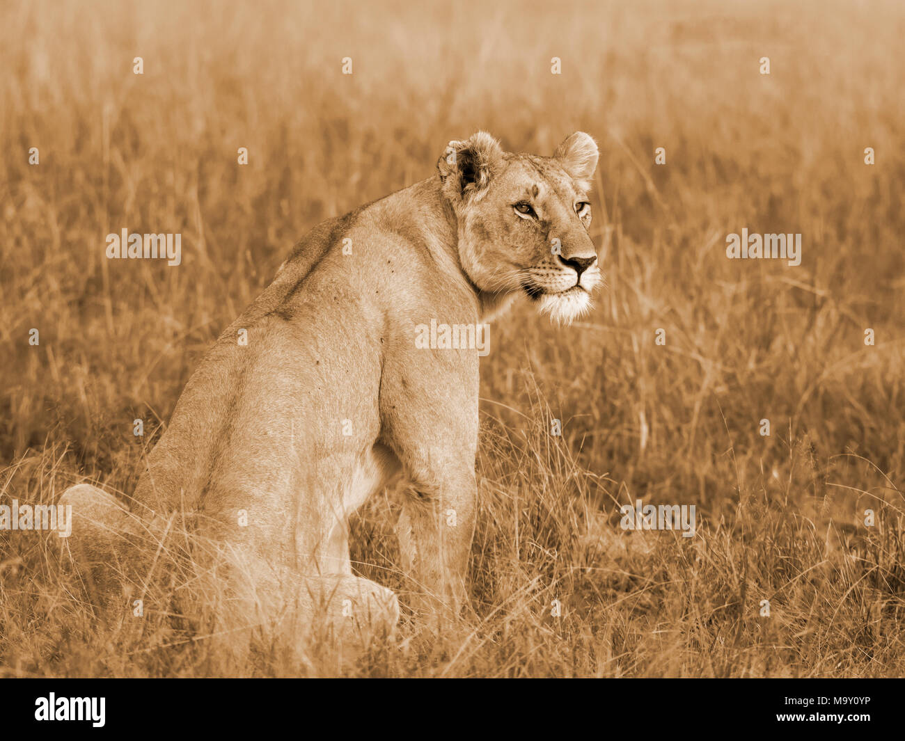 African lioness hi-res stock photography and images - Alamy