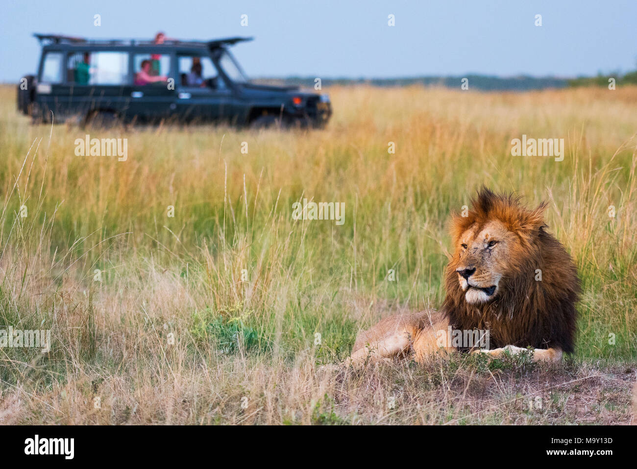 African Wildlife Tourism Stock Photo - Alamy