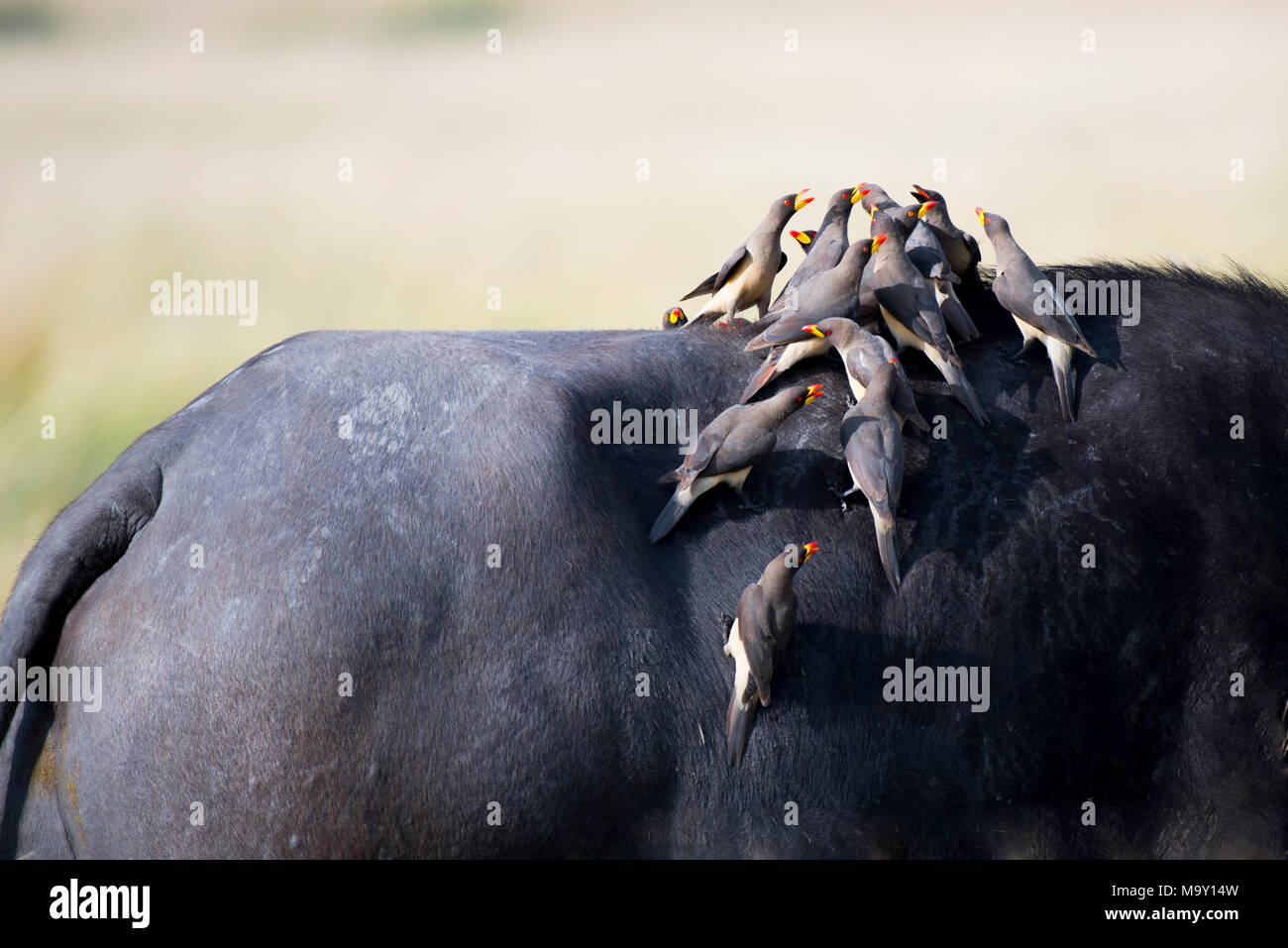 Oxpeckers on Cape Buffalo Symbiosis Stock Photo - Alamy