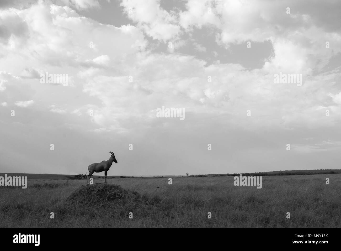 Topi on the mount hi-res stock photography and images - Alamy
