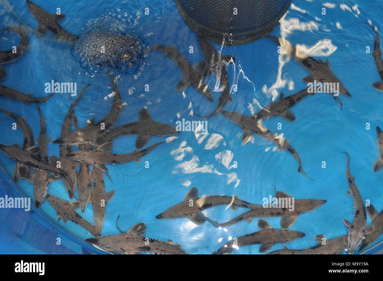 Sturgeon Streamside Rearing Unit. Sturgeon Streamside Rearing Unit ...