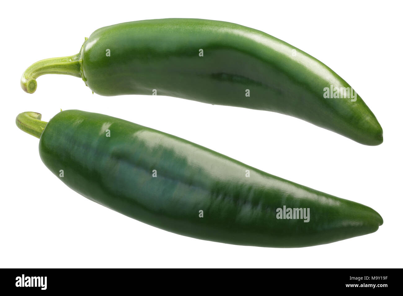 Numex Sandia Chile Peppers. NM Hatch Chili. Clipping paths Stock Photo ...