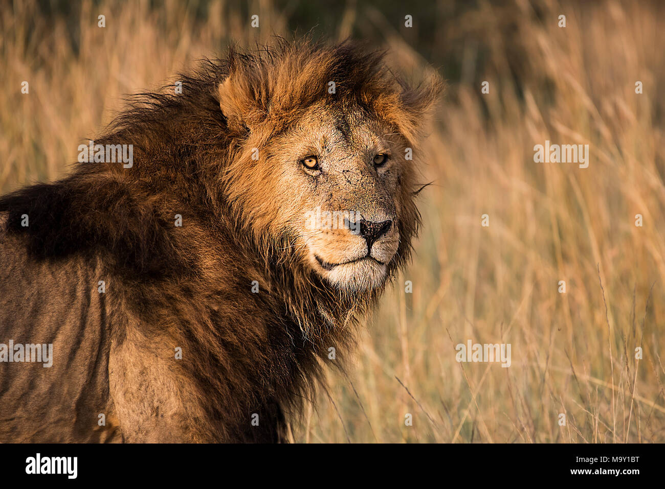 Male Lion Portrait Stock Photo - Alamy