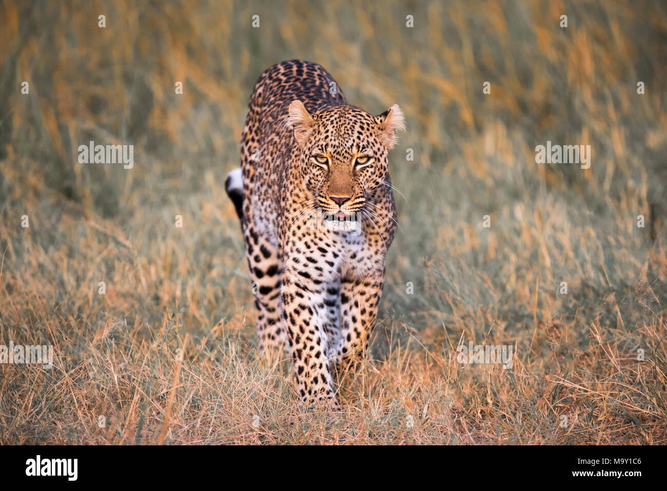 African leopard portrait hi-res stock photography and images - Alamy