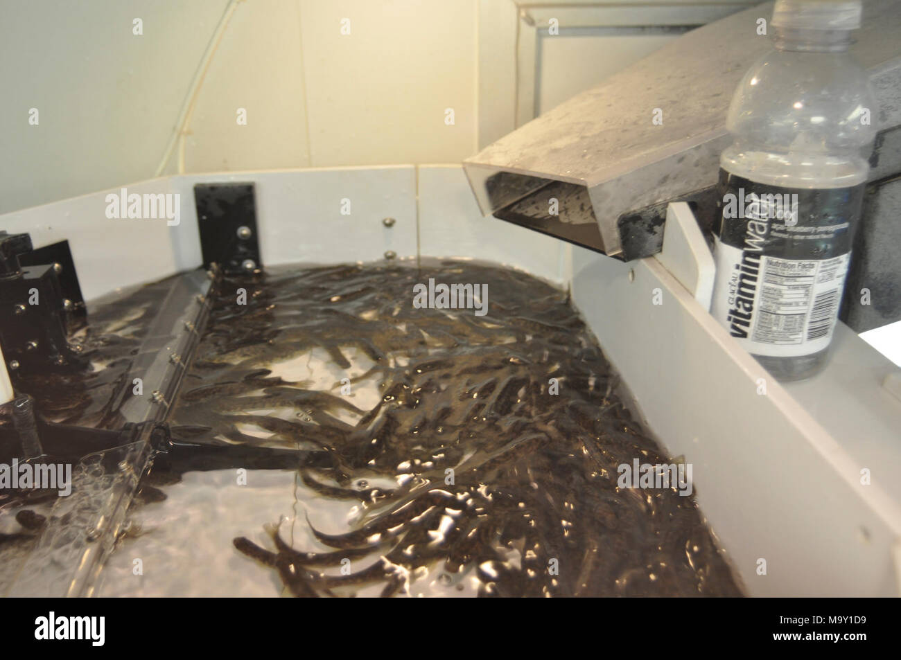 Fish hatchery management hi-res stock photography and images - Alamy