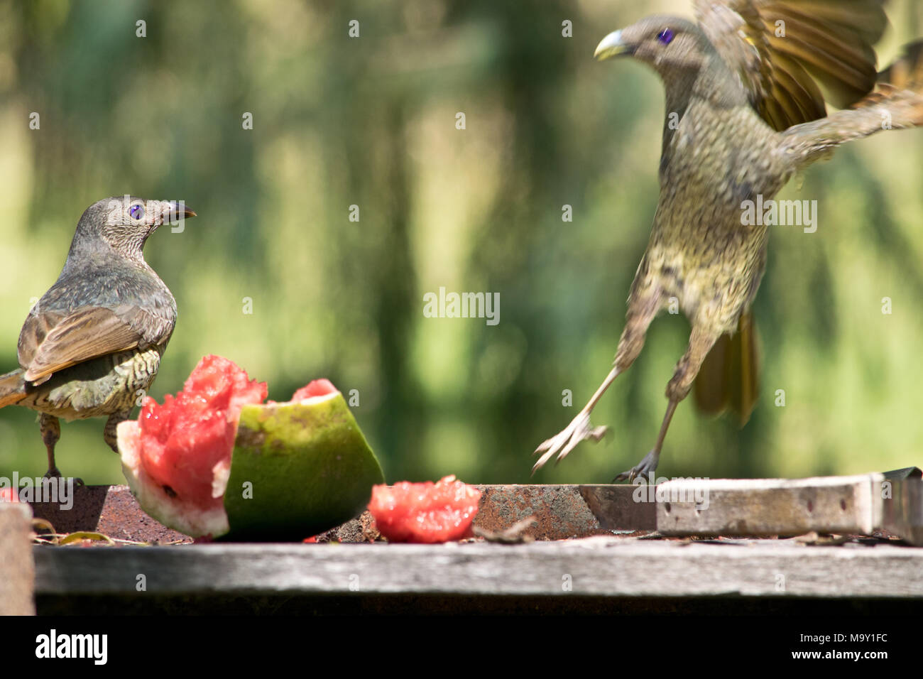 Female satin bowerbirds hi-res stock photography and images - Alamy