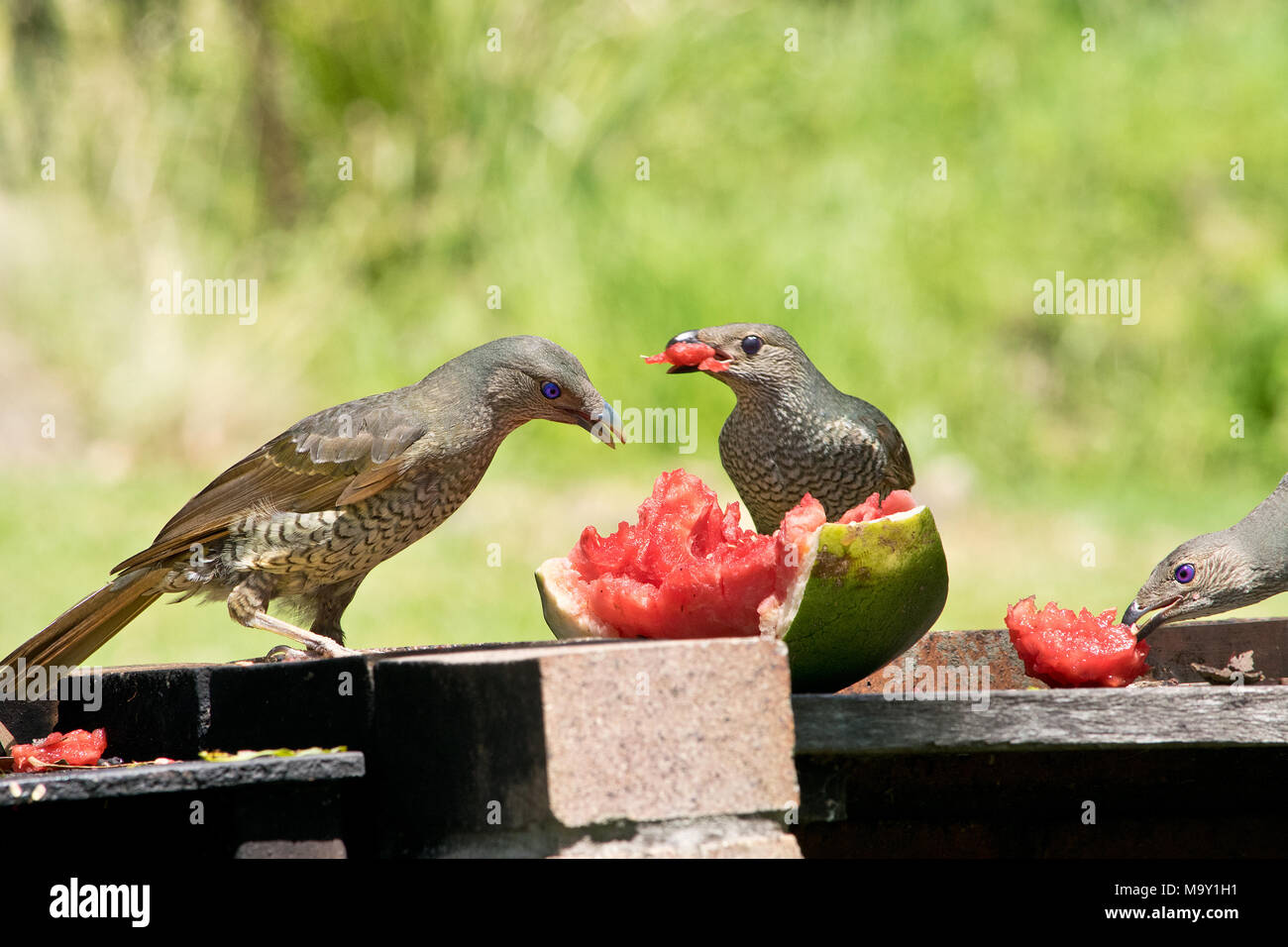 Two female satin bowerbirds by a feeder Stock Photo - Alamy