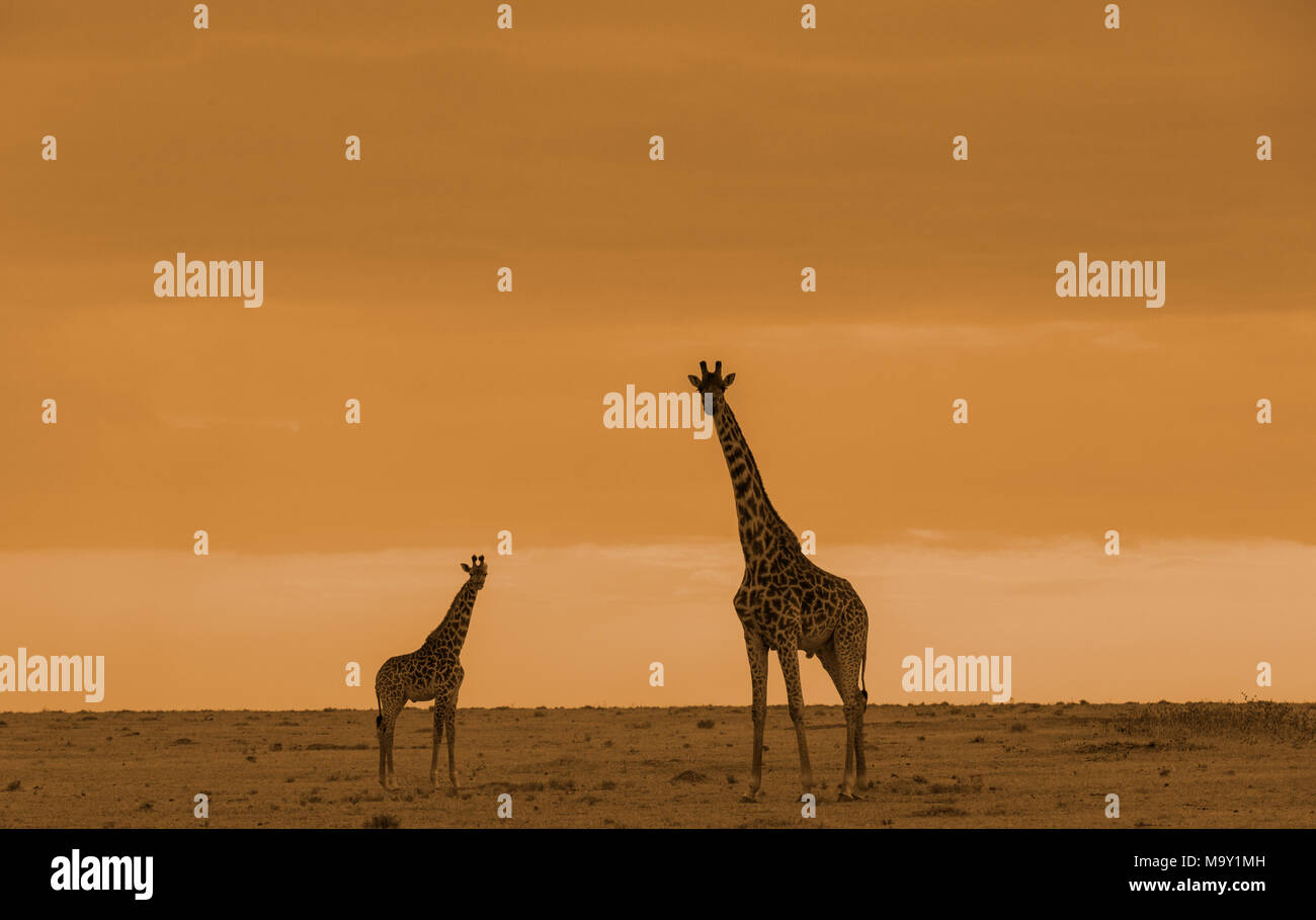 Giraffes in savannah africa hi-res stock photography and images - Alamy