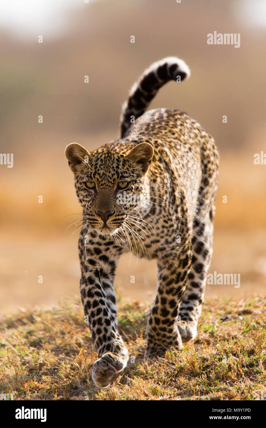 African leopard portrait hi-res stock photography and images - Alamy