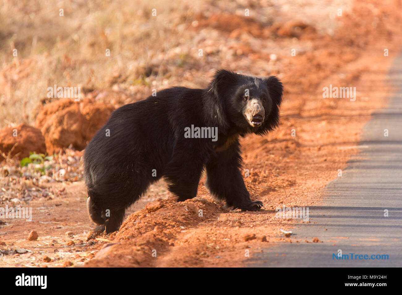 Melursus ursinus hi-res stock photography and images - Alamy