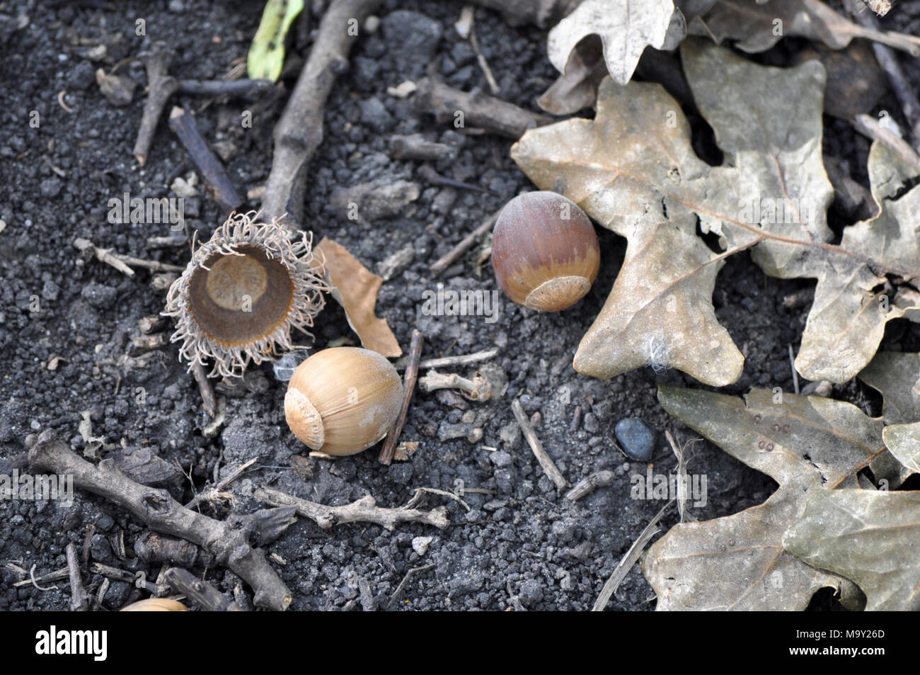 Bur oak acorn. Bur oak acorn Stock Photo - Alamy
