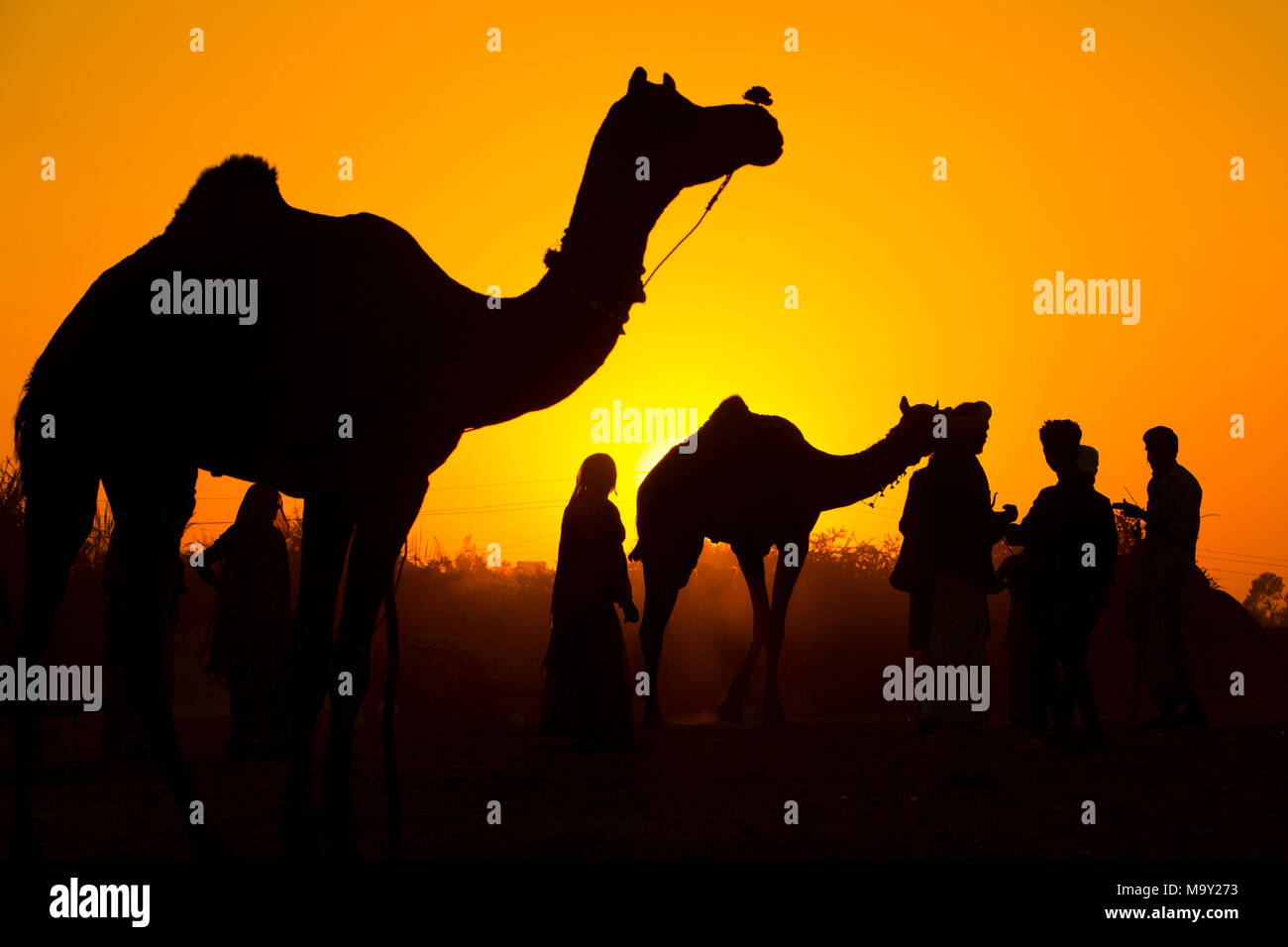 Camel traders hi-res stock photography and images - Alamy