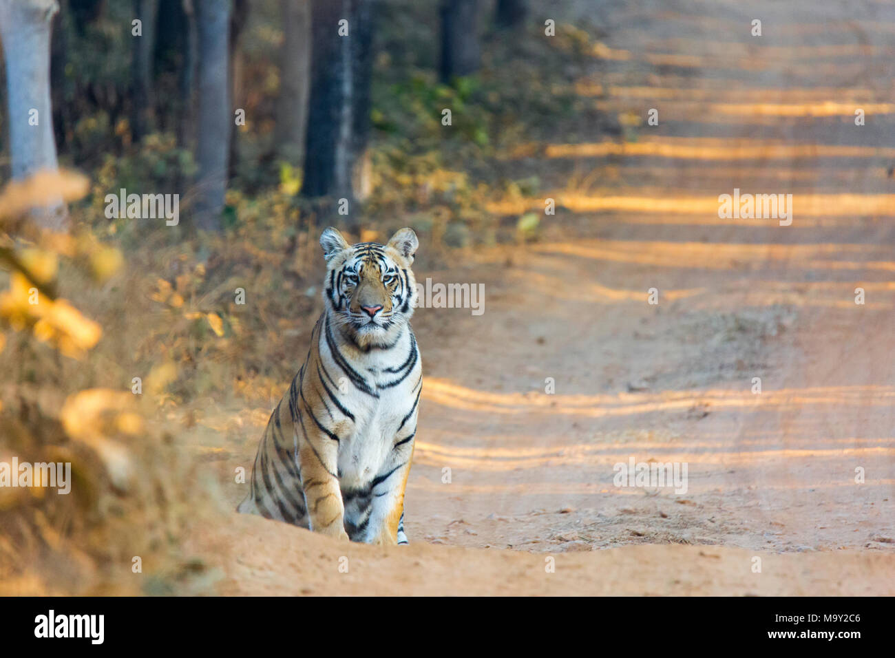 Kanha and tiger tourism hi-res stock photography and images - Alamy