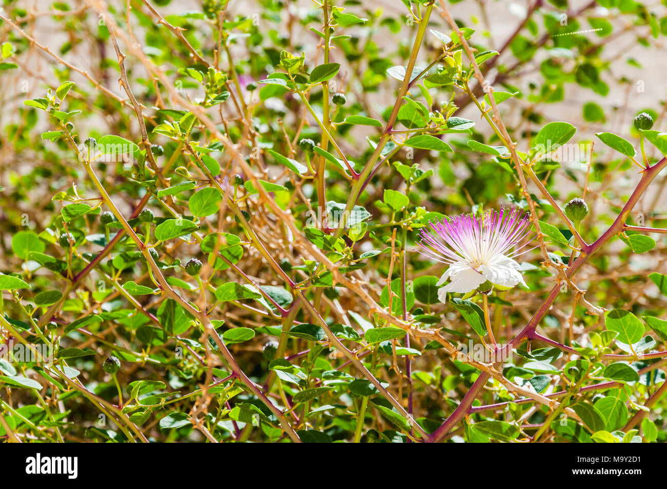 Blooming holy Capparis flower on caper shrub which is growing on ...