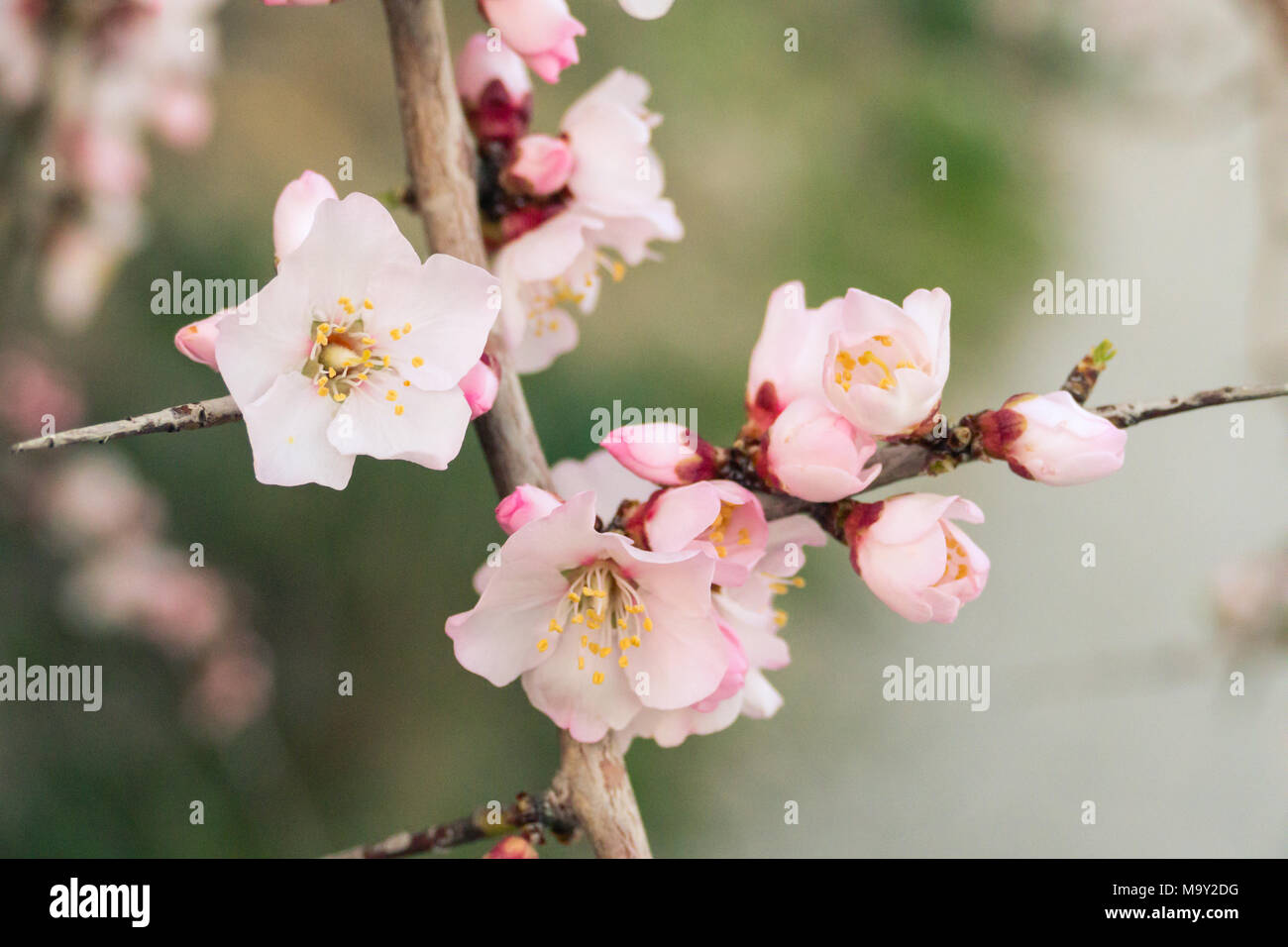 Almonds tree hi-res stock photography and images - Alamy