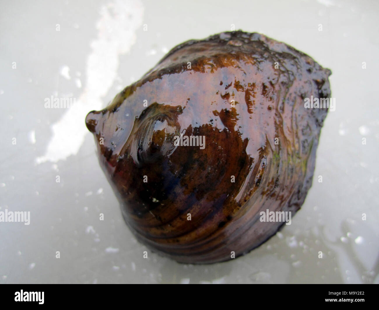Threehorn Wartyback Mussel (Obliquaria reflexa). Threehorn Wartyback ...