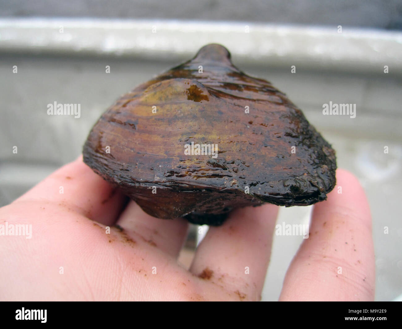 Threehorn Wartyback Mussel (Obliquaria reflexa). Threehorn Wartyback ...