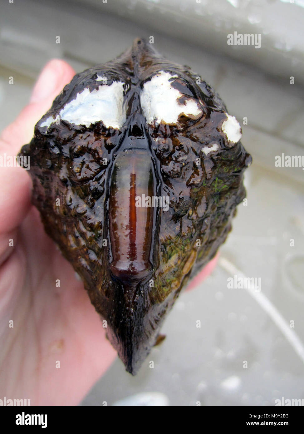 Monkeyface Mussel (Quadrula metanevra). Monkeyface Mussel (Quadrula ...