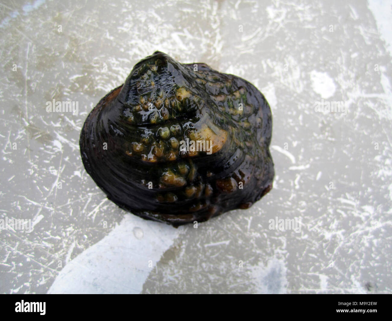 Monkeyface Mussel (Quadrula metanevra). Monkeyface Mussel (Quadrula ...