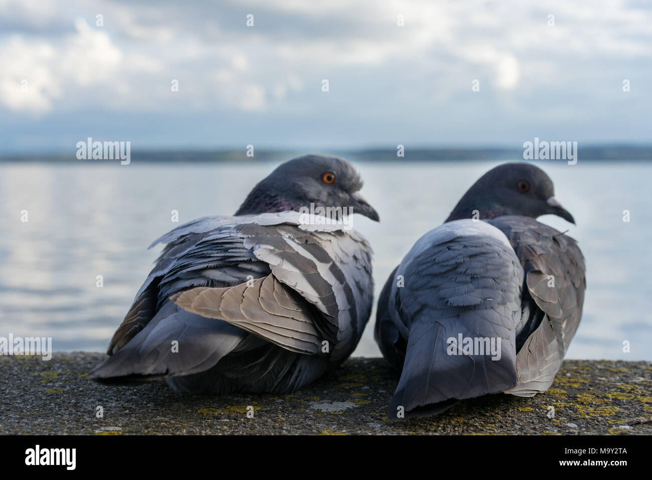 Two doves hi-res stock photography and images - Alamy