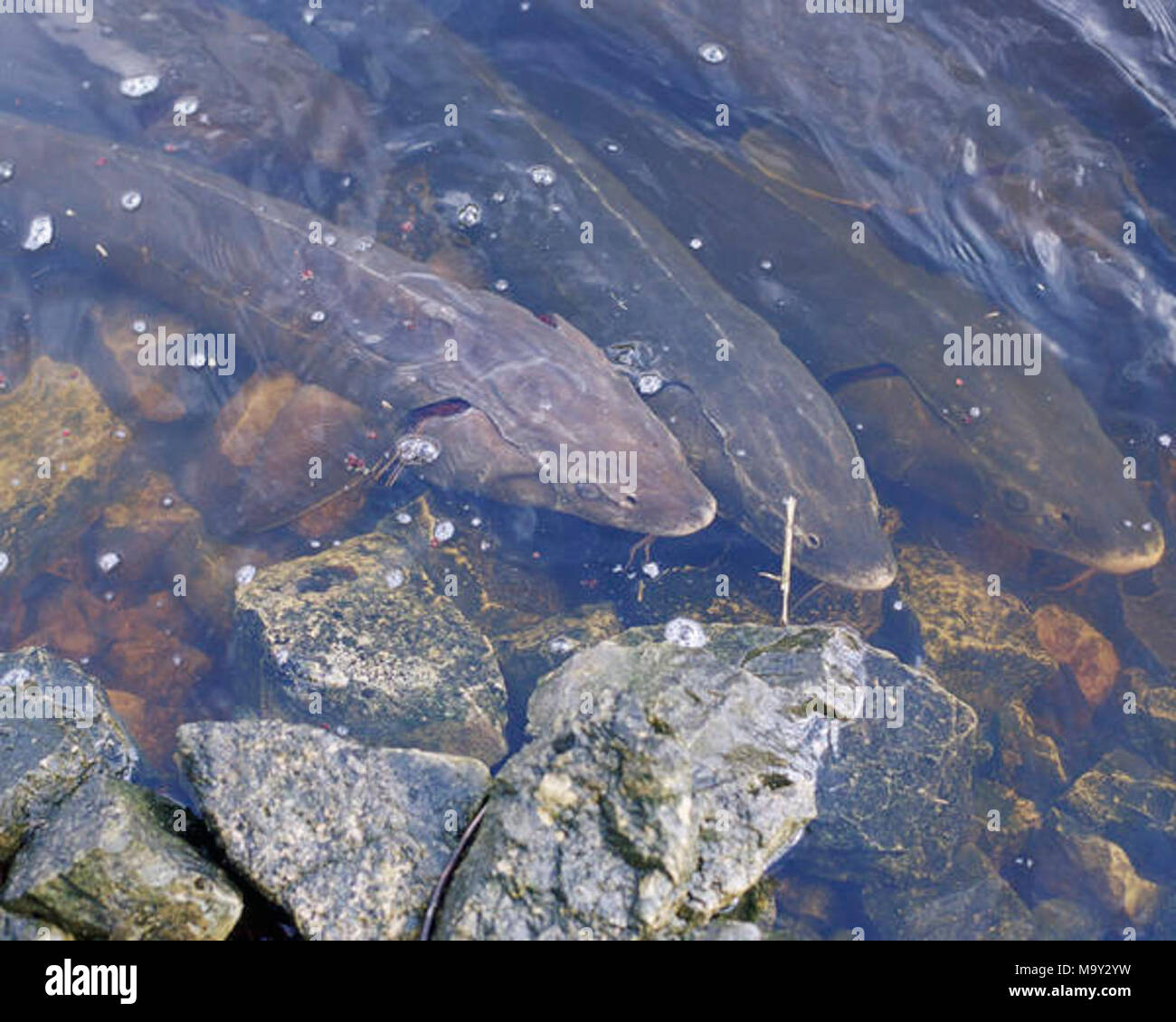 Sturgeon conservation hi-res stock photography and images - Alamy