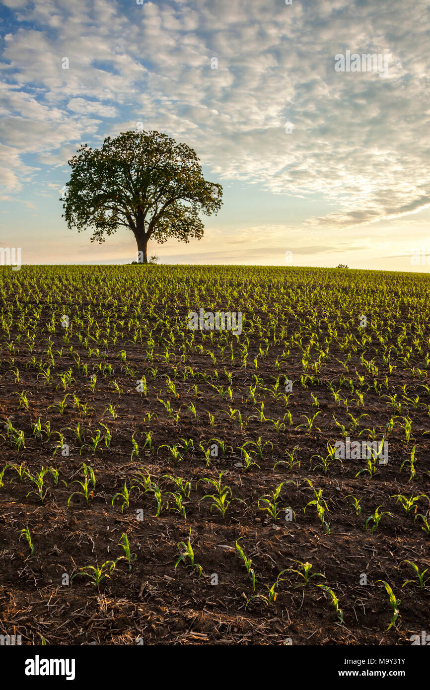 A farm field with a new crop of corn growing and a walnut tree Stock ...