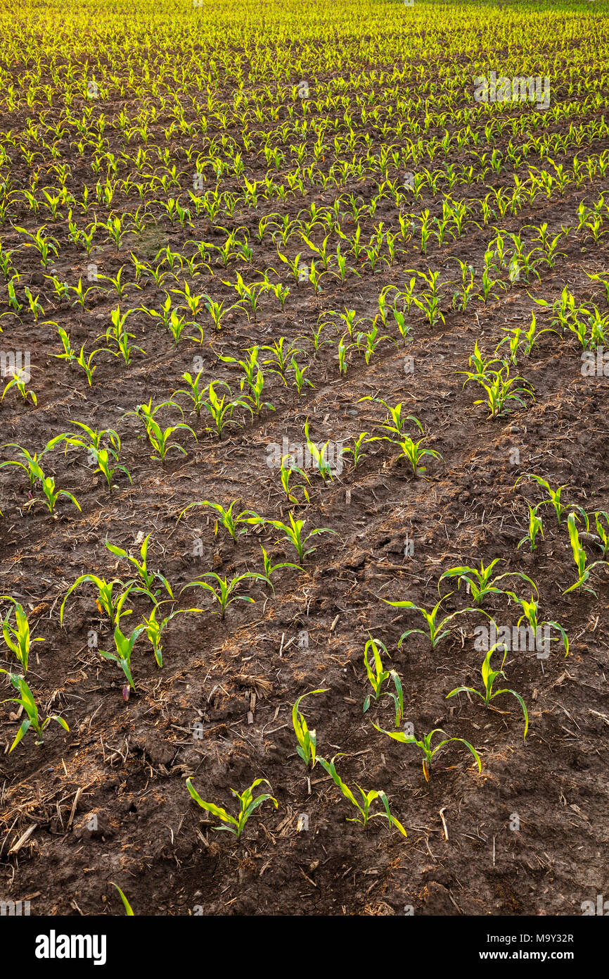 Corn field with a new crop starting to grow Stock Photo - Alamy