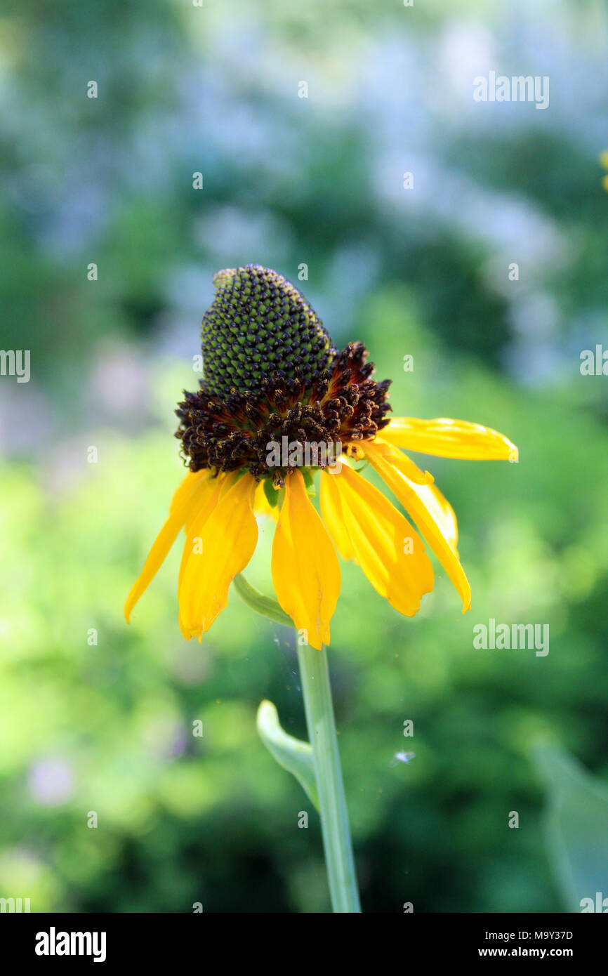 Colorful cone flower hi-res stock photography and images - Alamy
