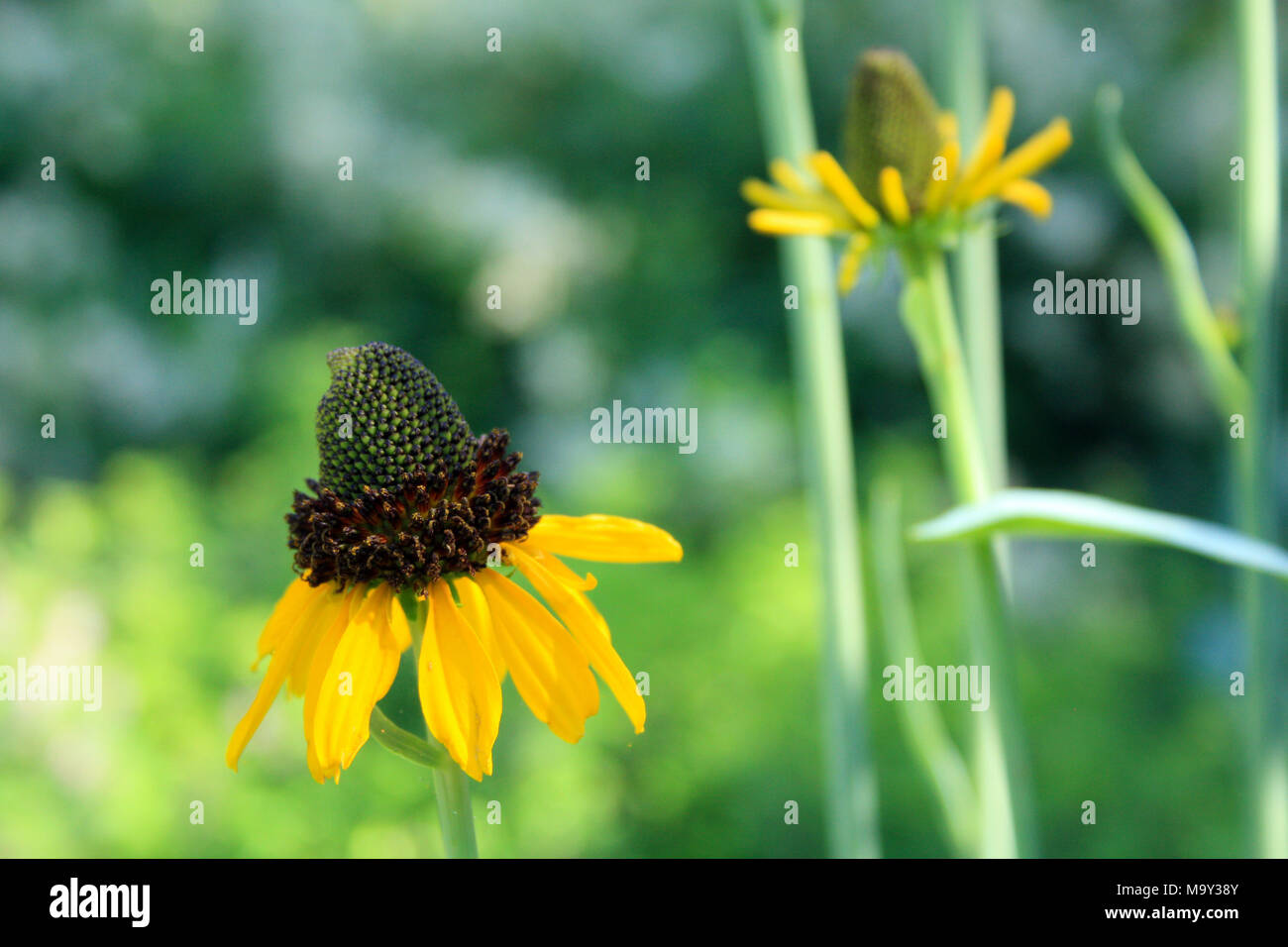 Colorful cone flower hi-res stock photography and images - Alamy